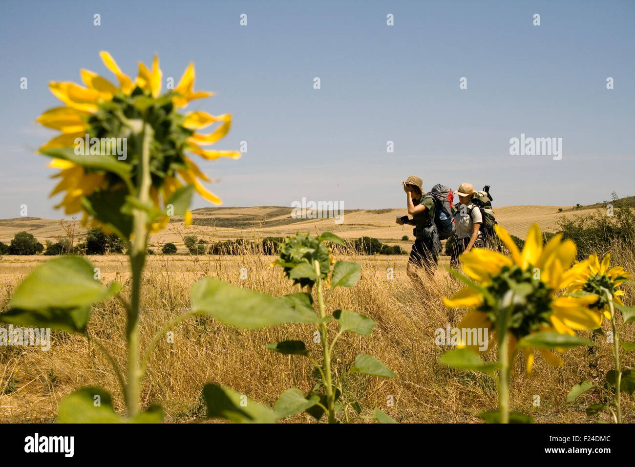 A lot of Sunflowers in spanish countryside Stock Photo - Alamy