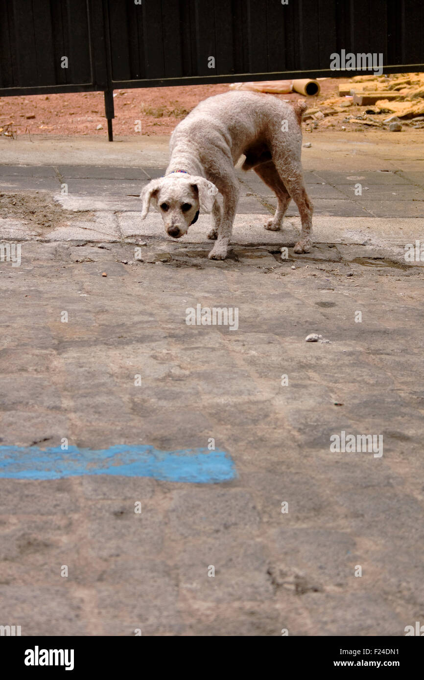 Photo of a Dog in the street Stock Photo - Alamy