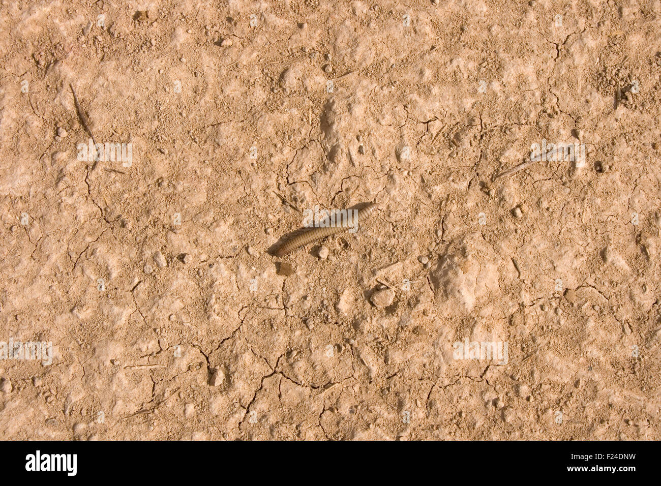 Photo of a worm in the road Stock Photo - Alamy