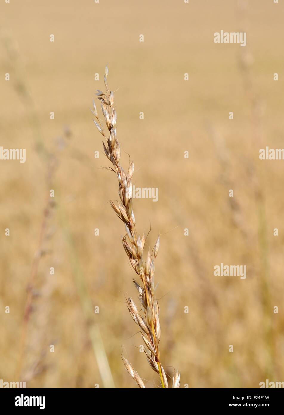 crop close up Stock Photo - Alamy