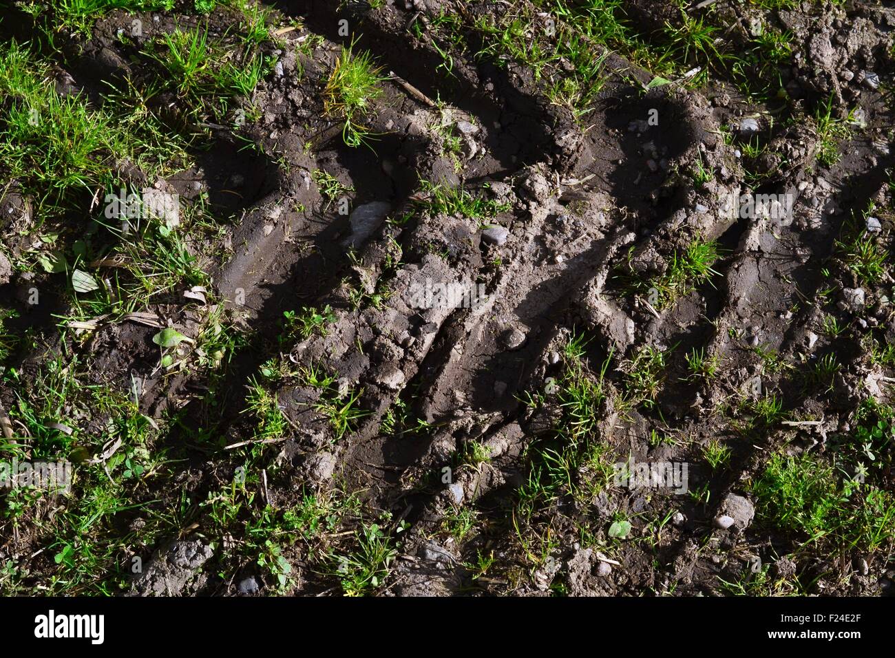 Large tyre tread in mud and grass Stock Photo - Alamy