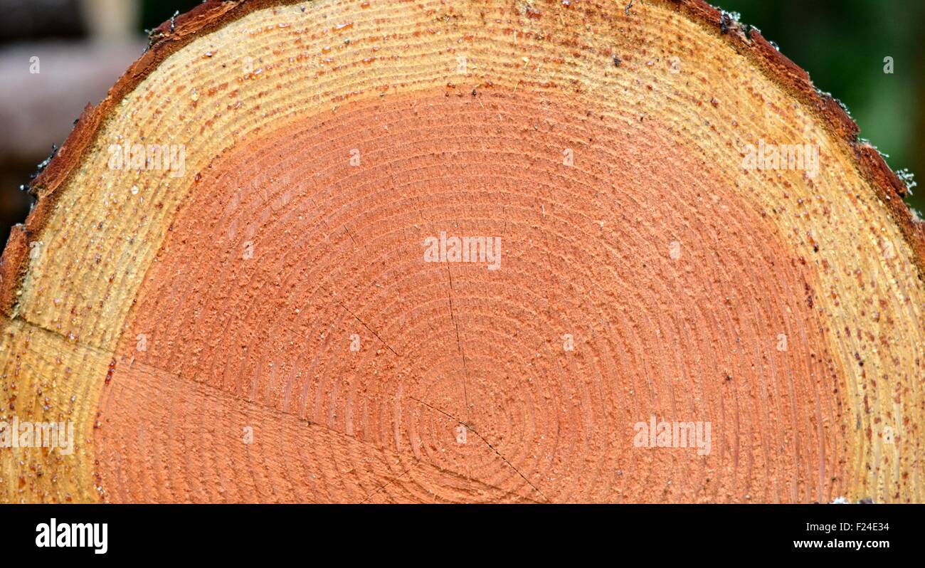 Firs tree log hi-res stock photography and images - Alamy