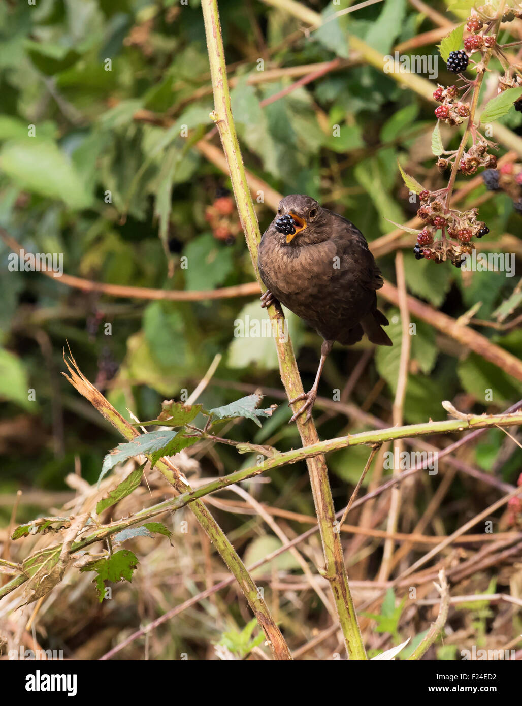 Female Blackbird Turdus Merula eating blackberry Stock Photo - Alamy