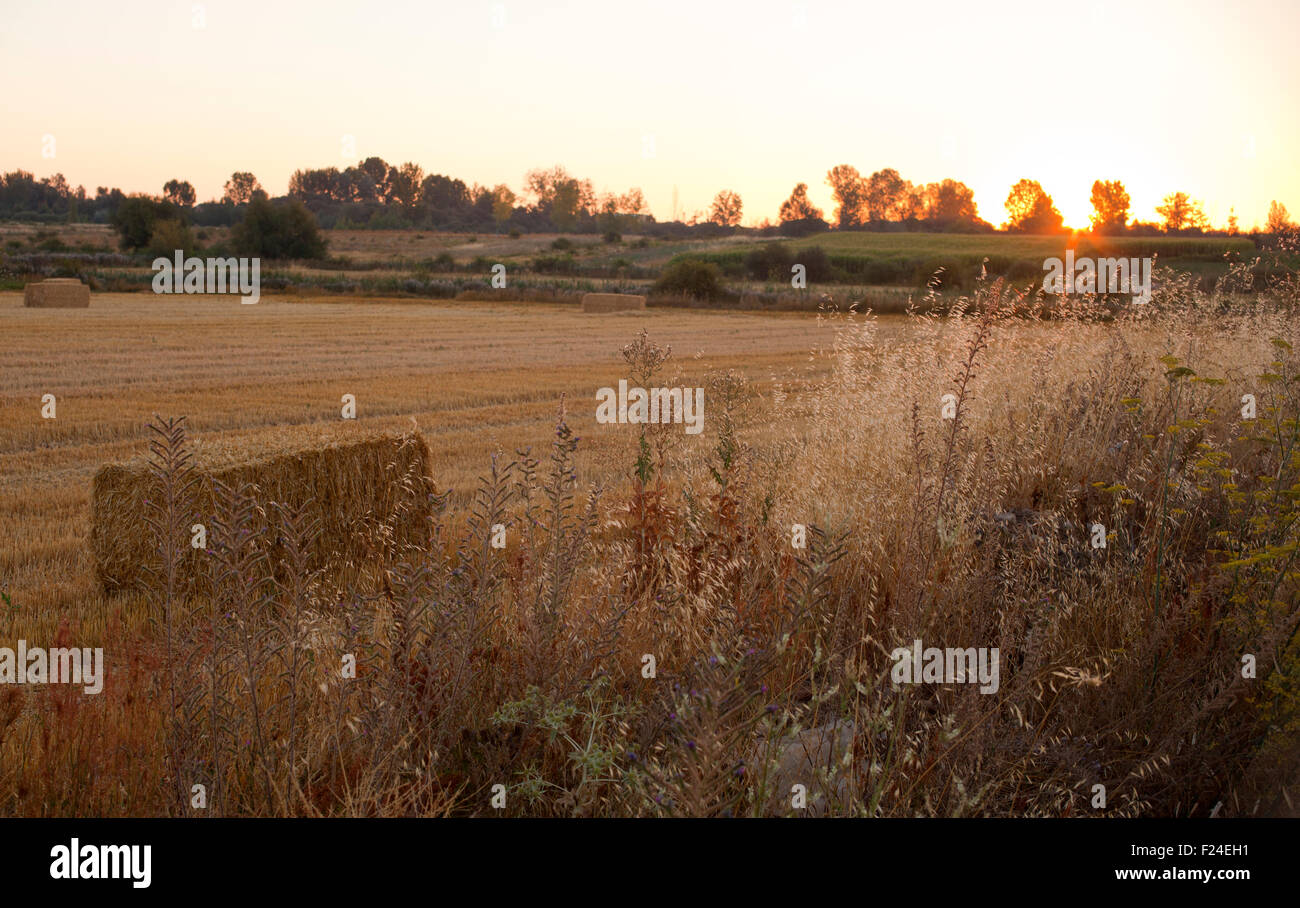 Harvest in spain hi-res stock photography and images - Alamy