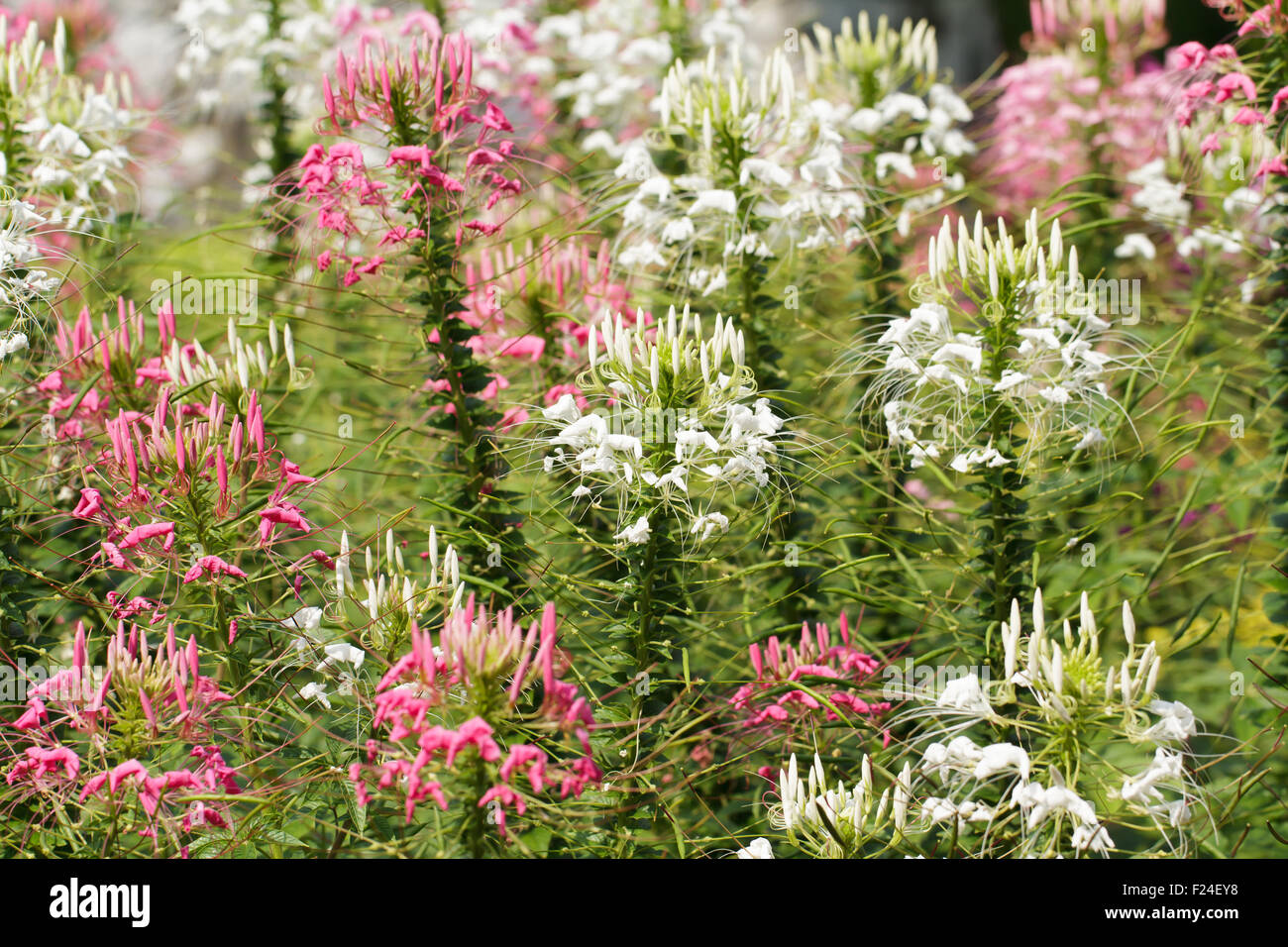 Spider flower hi-res stock photography and images - Alamy