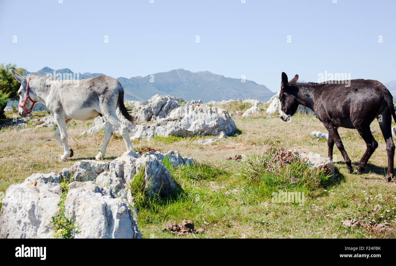 The Donkey next to the church Stock Photo - Alamy