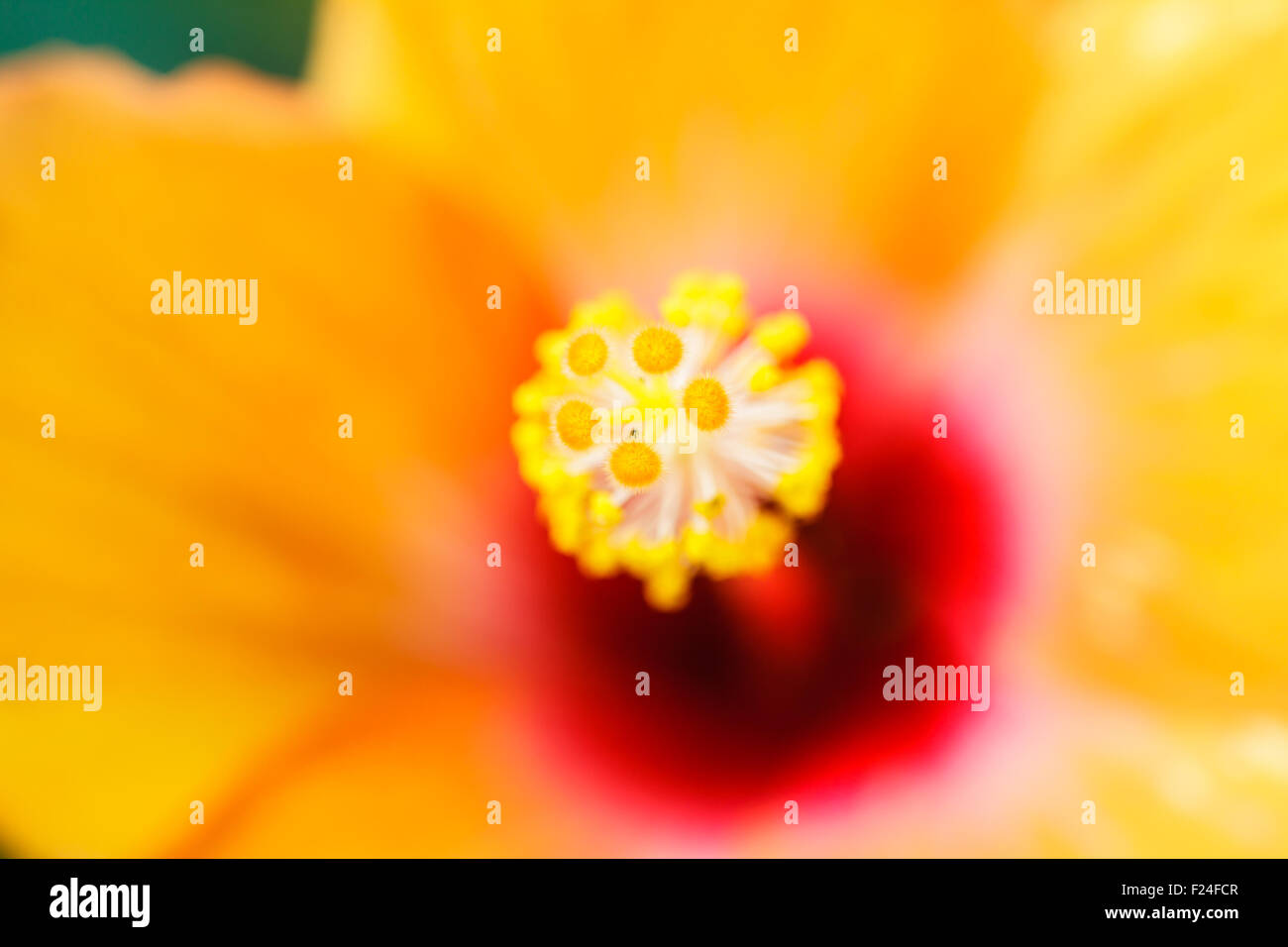 Pollen of hibiscus hi-res stock photography and images - Alamy