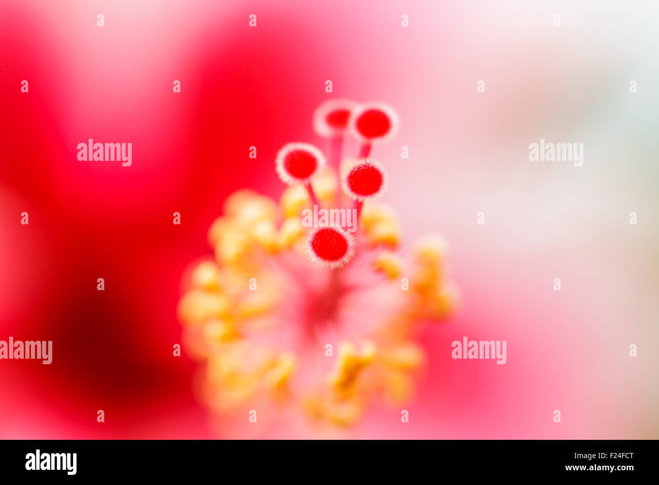 Hibiscus flower pollen Stock Photo - Alamy