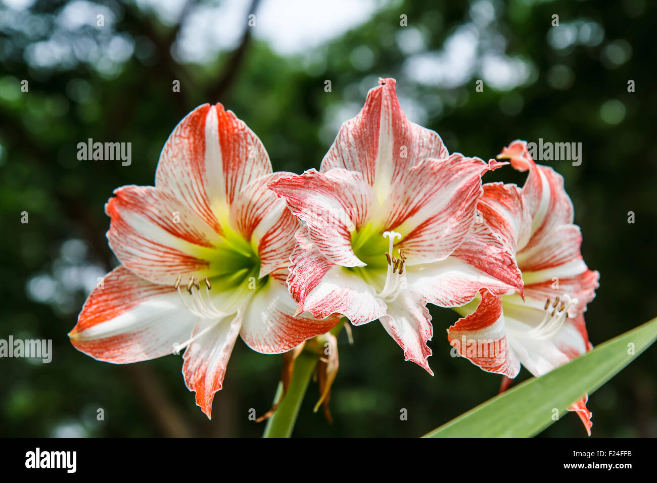 Hippeastrum in the garden Stock Photo - Alamy