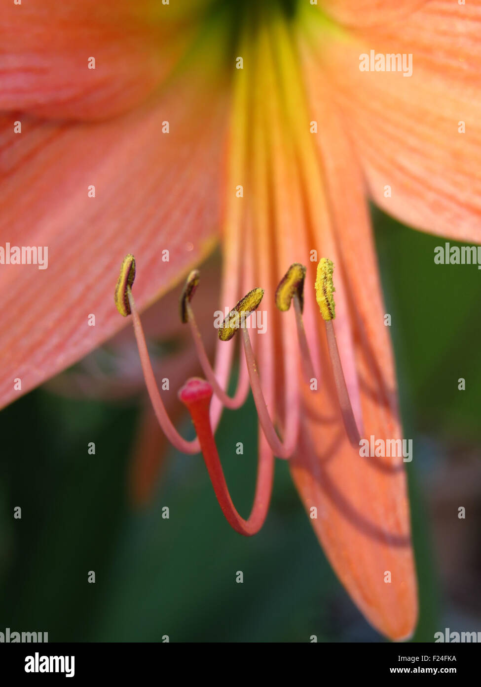 A closeup view of the big pollen grains of a lily flower Stock Photo ...