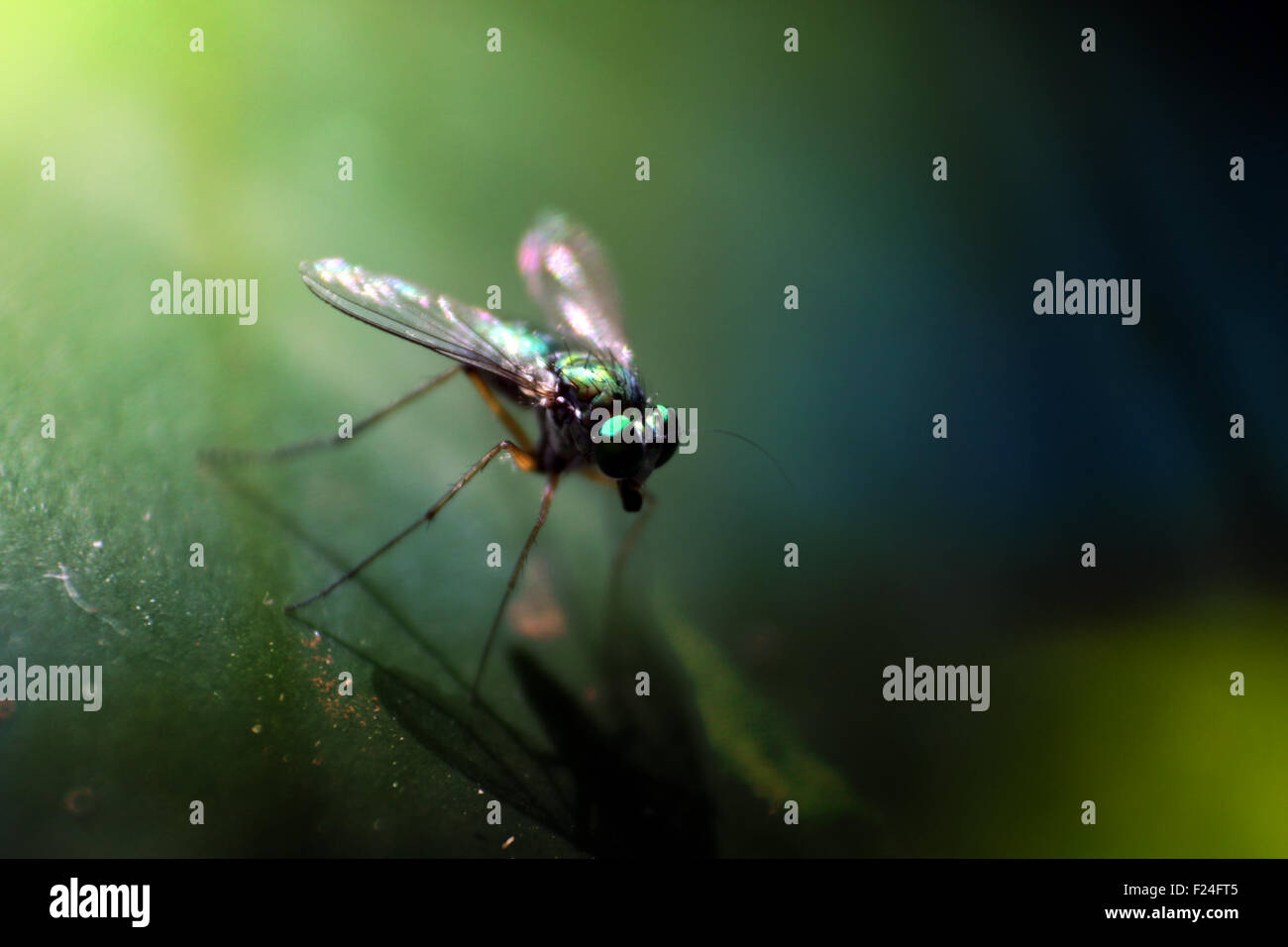 A macro shot of a fly with shiny colors of blue and green Stock Photo ...