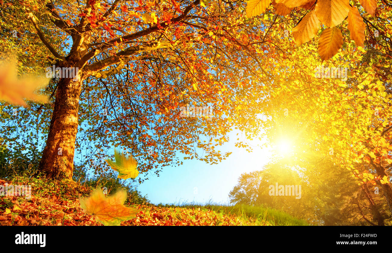 Leaves Falling From Tree Wallpaper