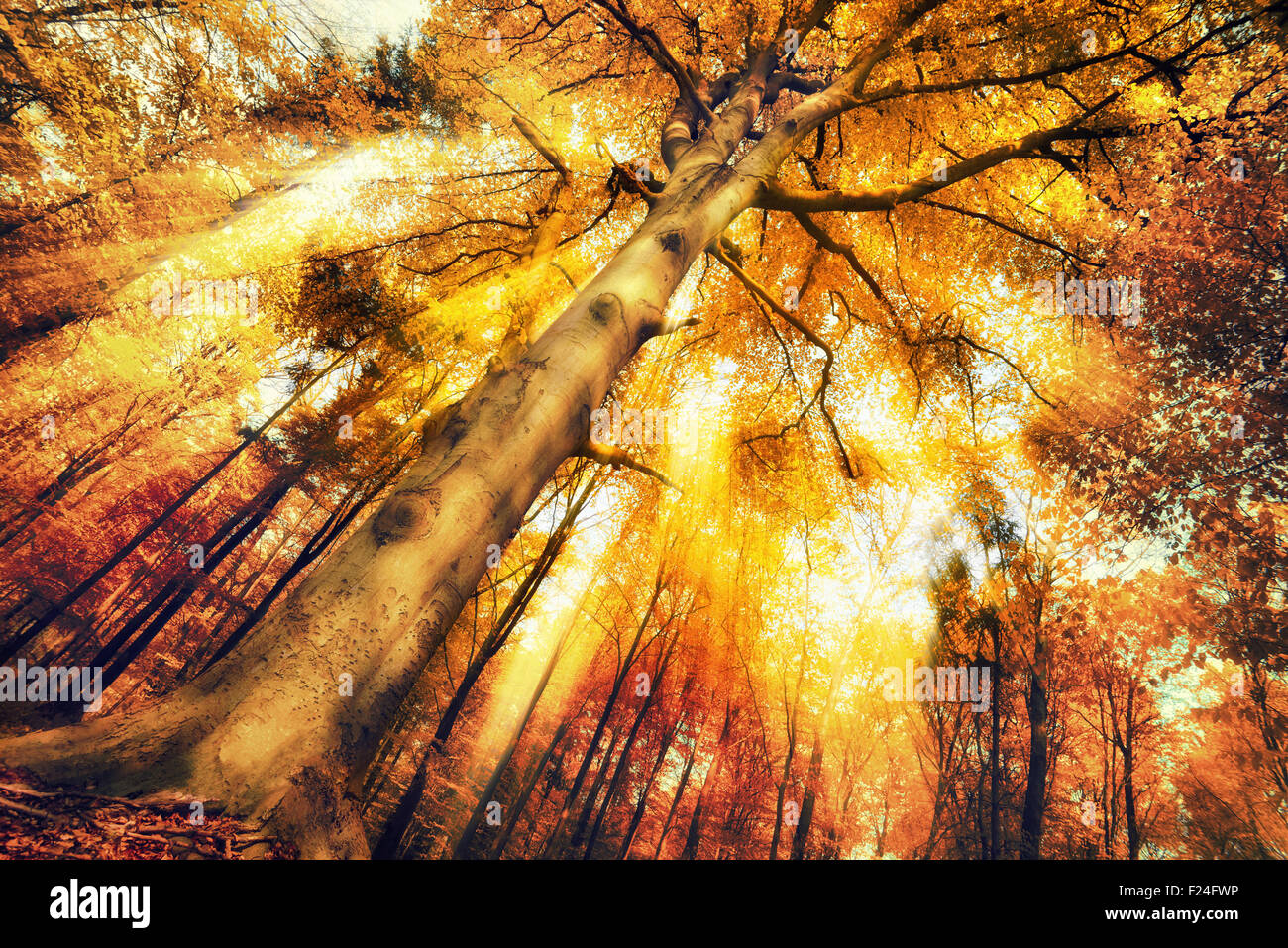 Enchanting forest scenery in autumn, with intense moody light falling ...