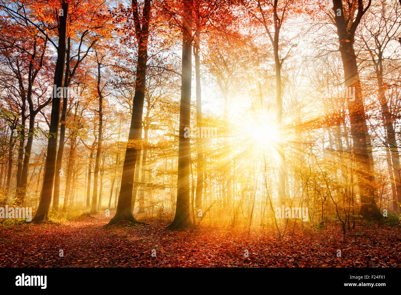 Warm autumn scenery in a forest, with the sun casting beautiful rays of ...