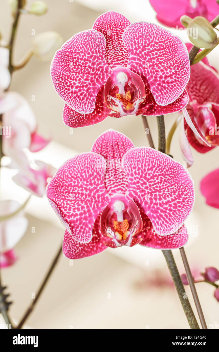 Orchids of garden hi-res stock photography and images - Alamy