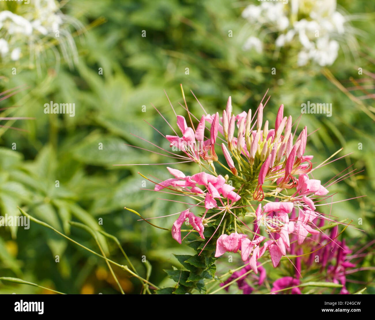 Spider in back garden hi-res stock photography and images - Alamy