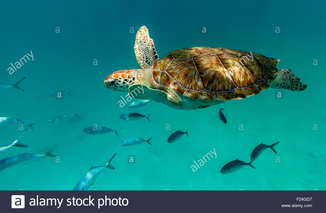 Turtle Swimming High Resolution Stock Photography and Images - Alamy