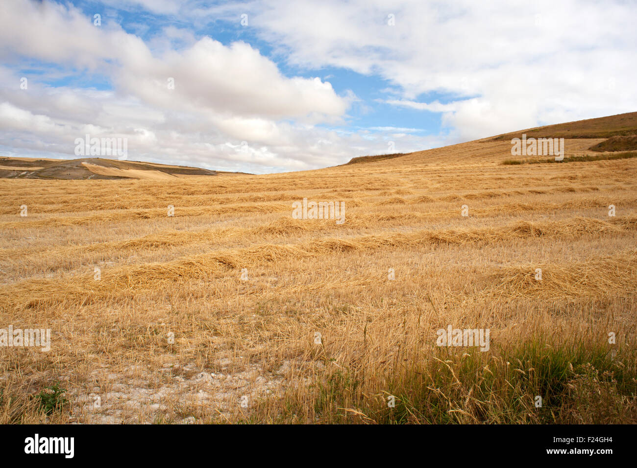 Bales of hay, spanish countryside Stock Photo - Alamy