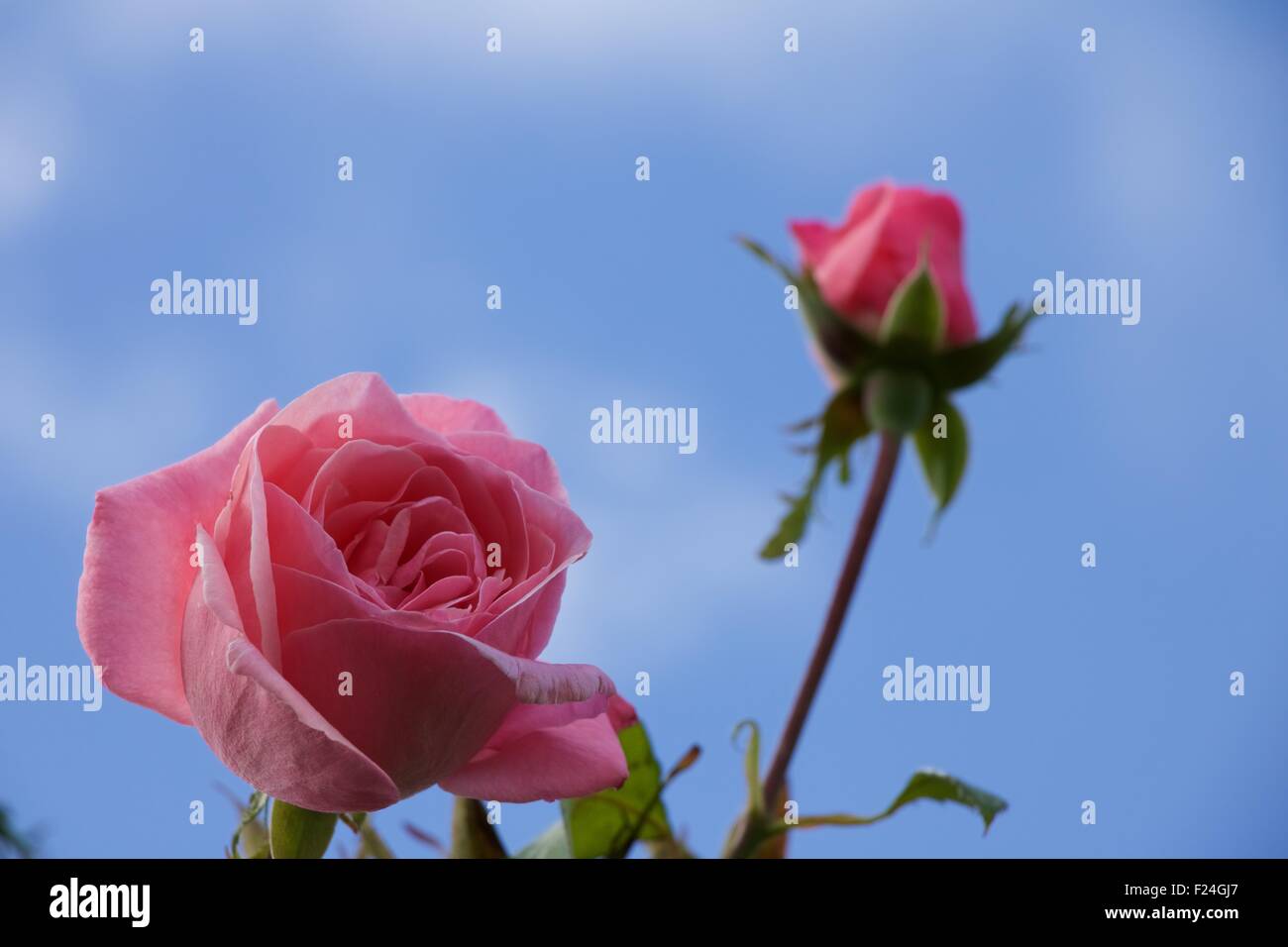 Sky and rose hi-res stock photography and images - Alamy