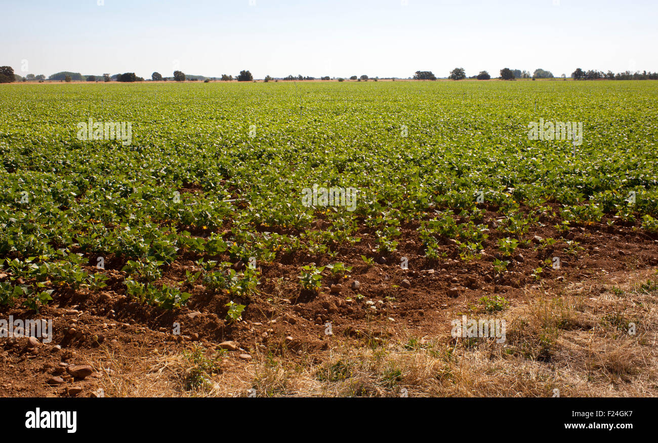 A field of green vegetable Stock Photo - Alamy