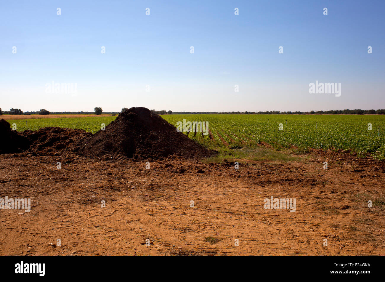 Green manure seed hi-res stock photography and images - Alamy