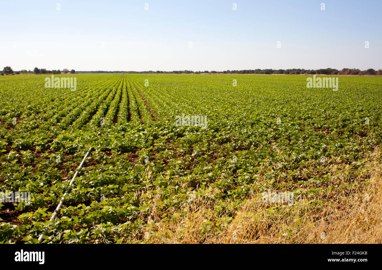A field of green vegetable Stock Photo - Alamy