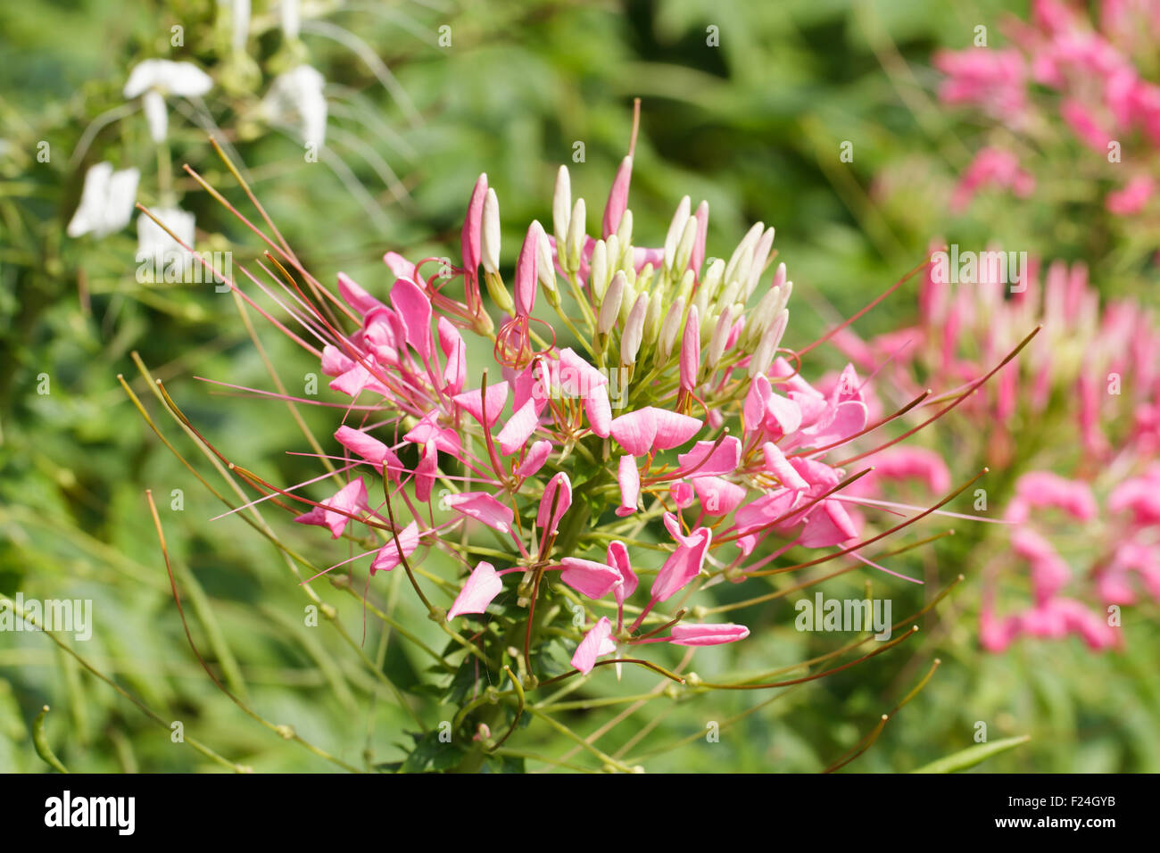 Spider flower yard hi-res stock photography and images - Alamy