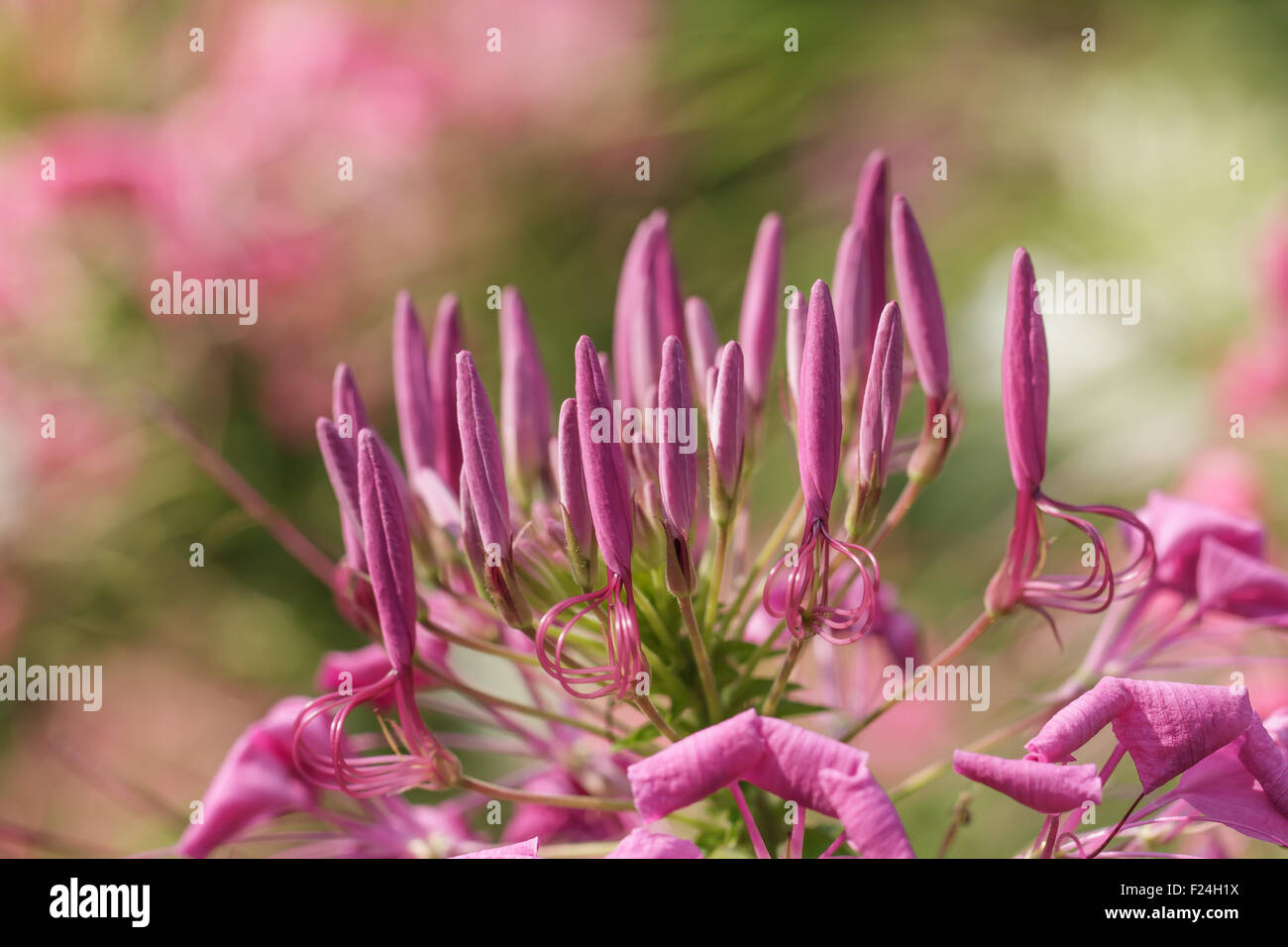 Garden spider flower hi-res stock photography and images - Alamy