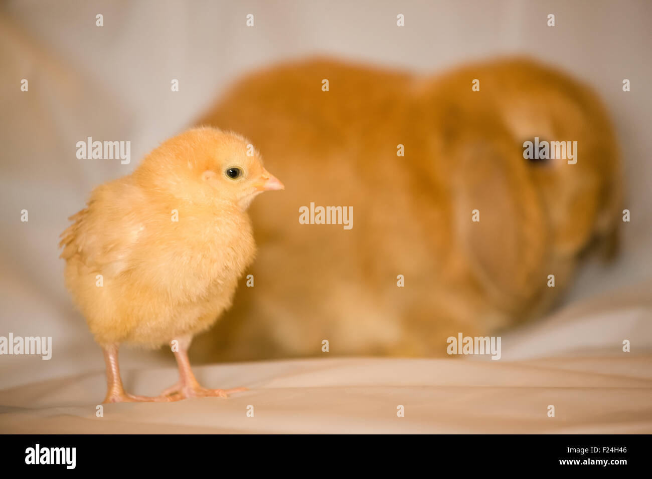 Bunny chick hi-res stock photography and images - Alamy