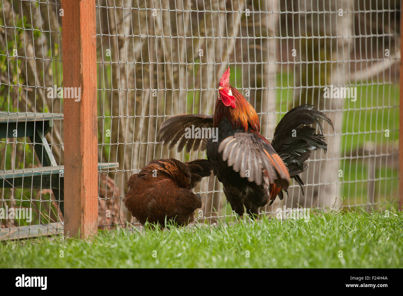 Brown Leghorn rooster flapping its wings and a Rhode Island Red hen at ...