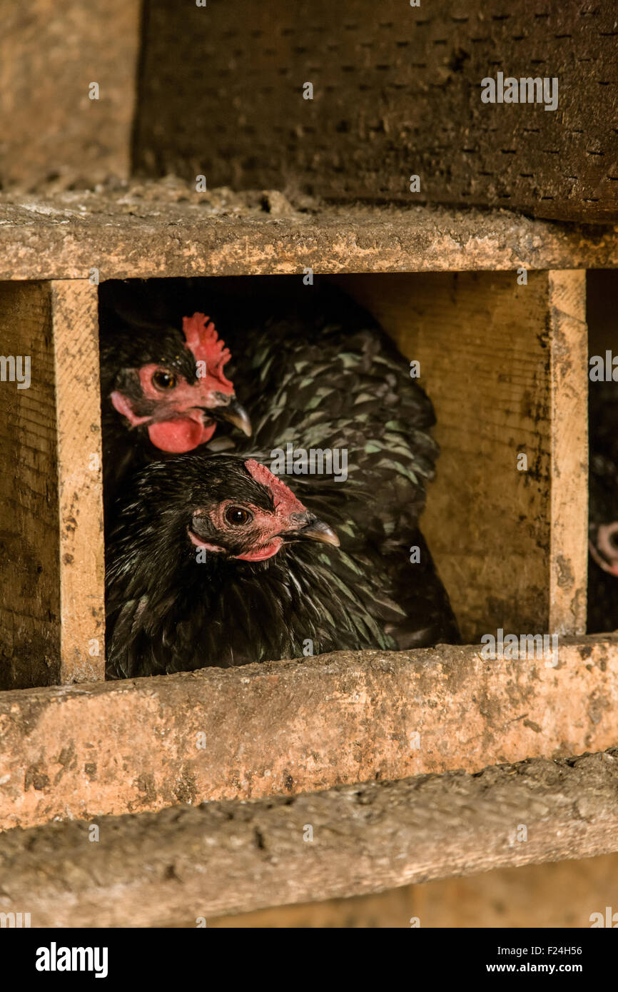 Black chickens hi-res stock photography and images - Alamy