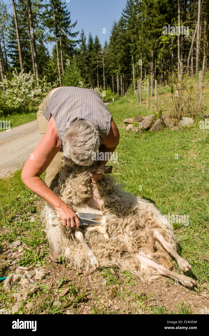 Shearing sheep, usa hi-res stock photography and images - Alamy