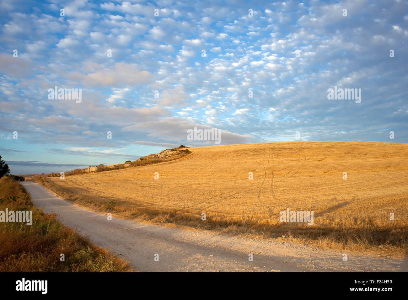 Countryside road in wheat hi-res stock photography and images - Alamy