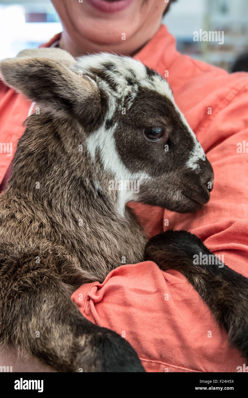 Woman holding a Katahdin Hair lamb at the Mother Earth News Fair in ...