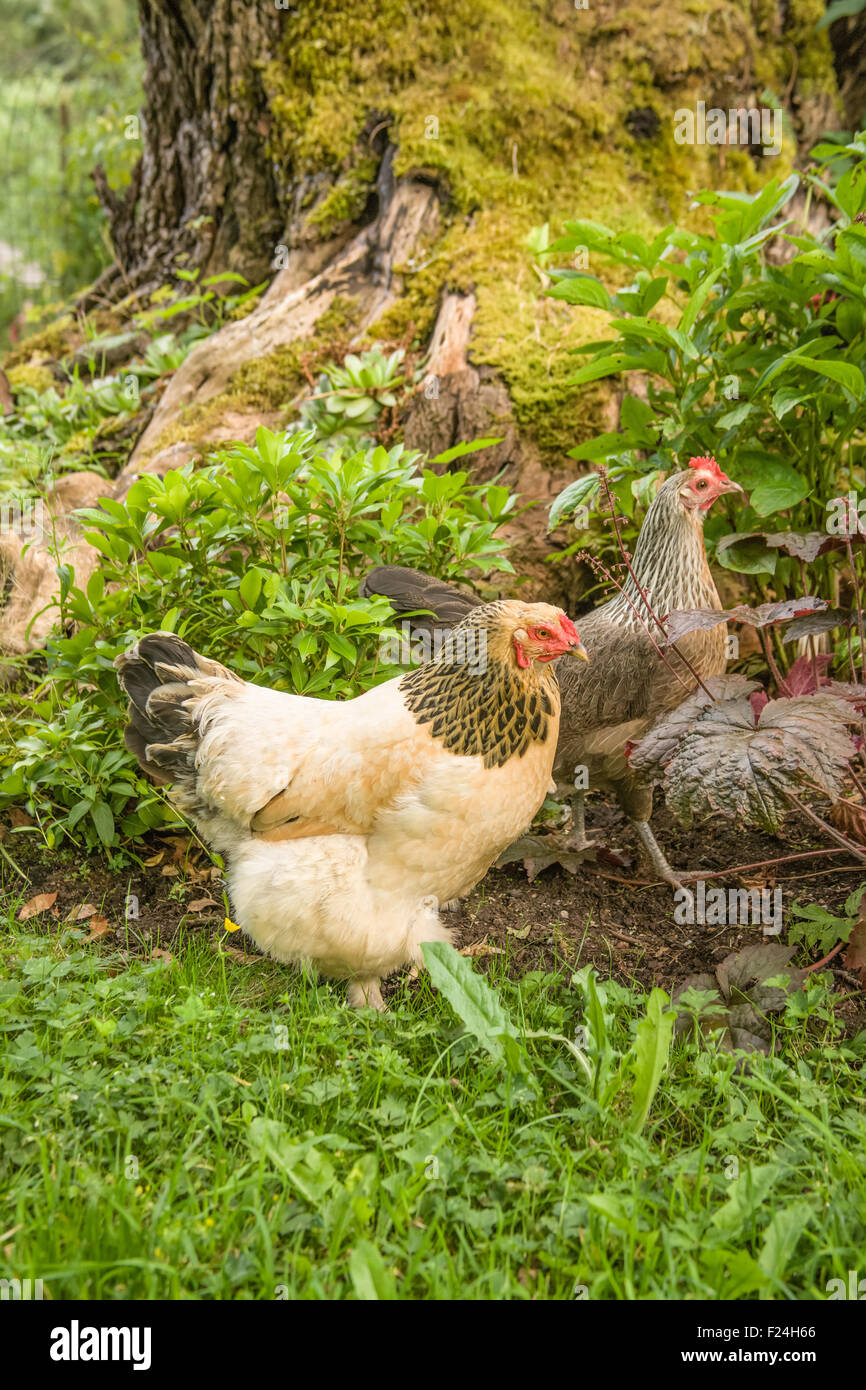 Buff brahma chickens hi-res stock photography and images - Alamy