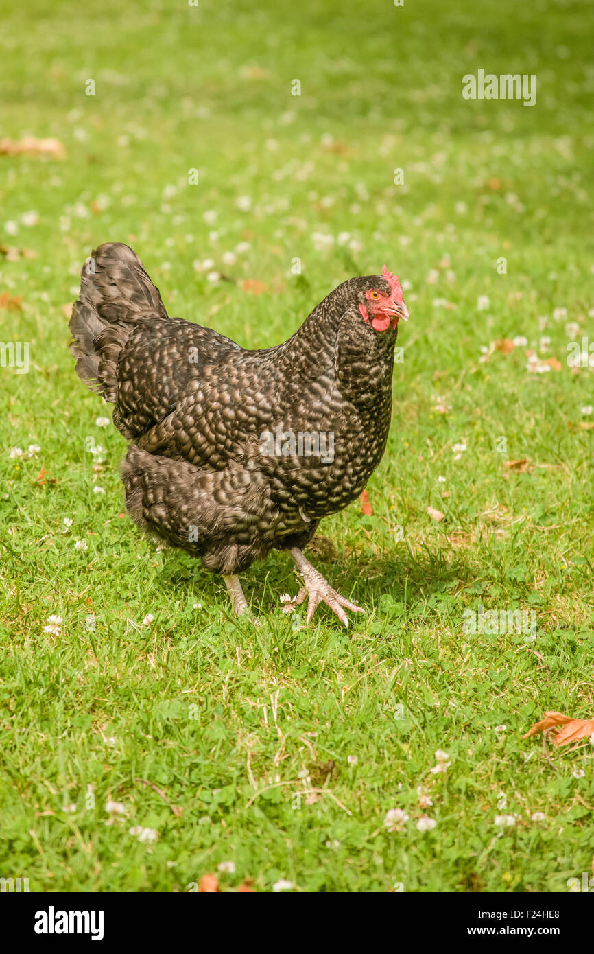 Maran chicken hi-res stock photography and images - Alamy