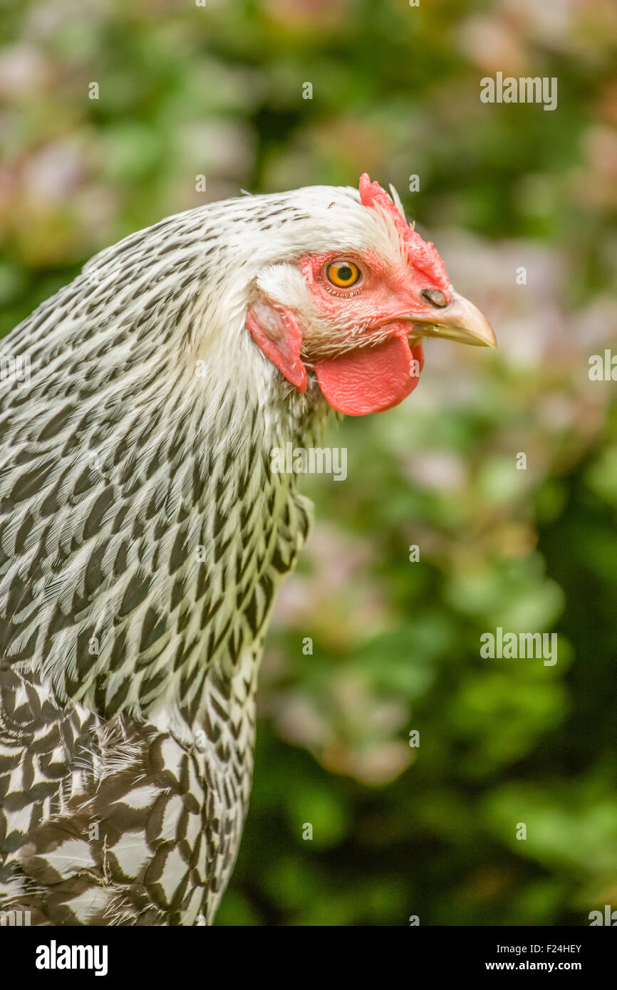 Silver laced wyandotte chicken hi-res stock photography and images - Alamy