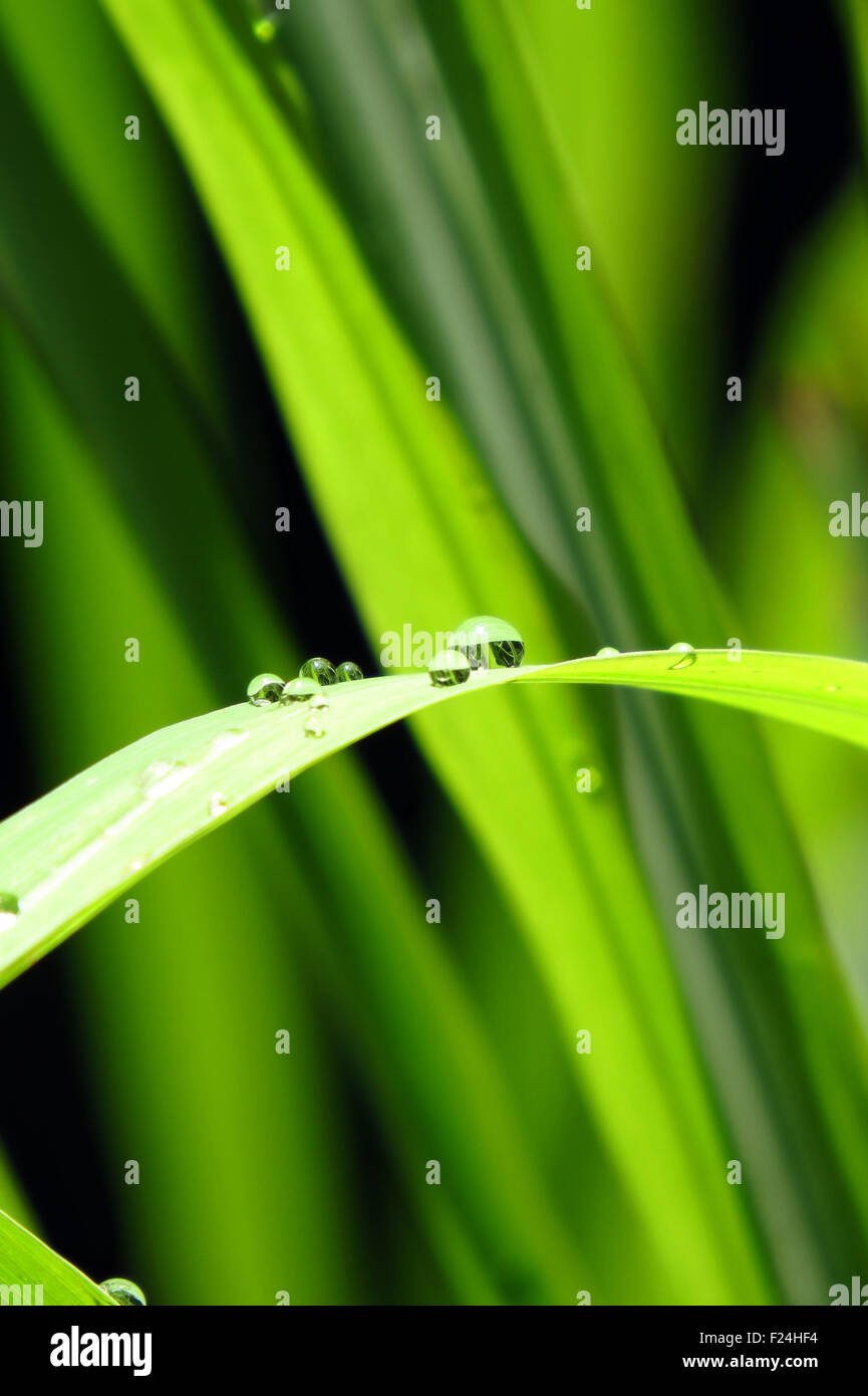 The first drops of rain on a leaf, as the monsoons arrive in India ...