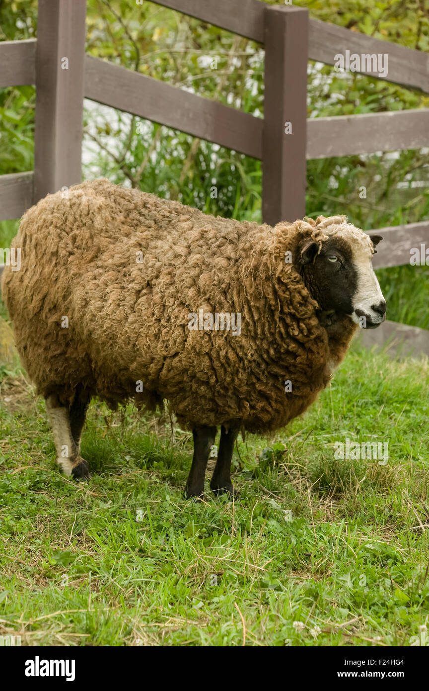 Woolly brown sheep hi-res stock photography and images - Alamy
