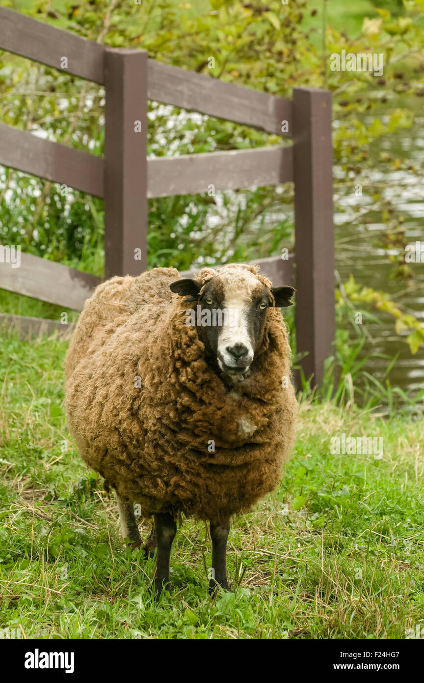 Jacob Sheep mixed breed in pasture by wood fence near Fall City ...