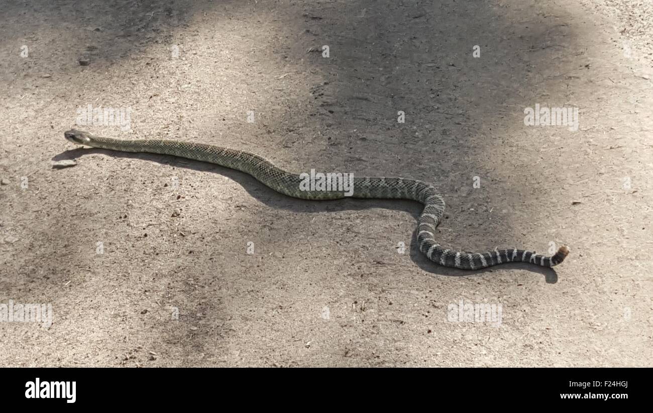 Rattlesnake wildfires hi-res stock photography and images - Alamy