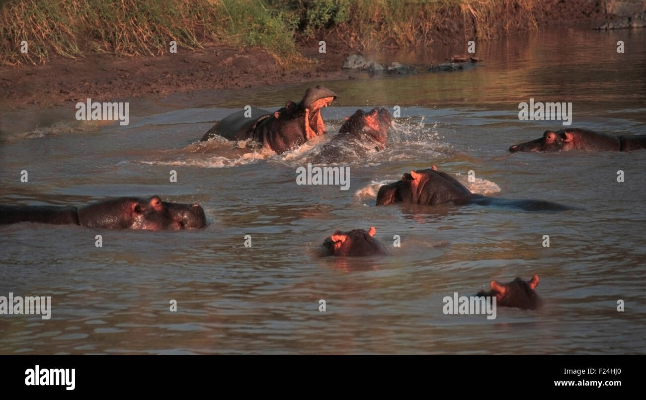 Common Hippopotamus (Hippopotamus amphibius) spend their days digesting ...