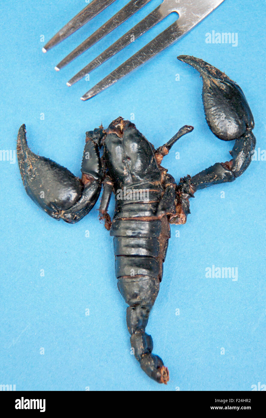 Edible scorpion and other insects, London Stock Photo - Alamy