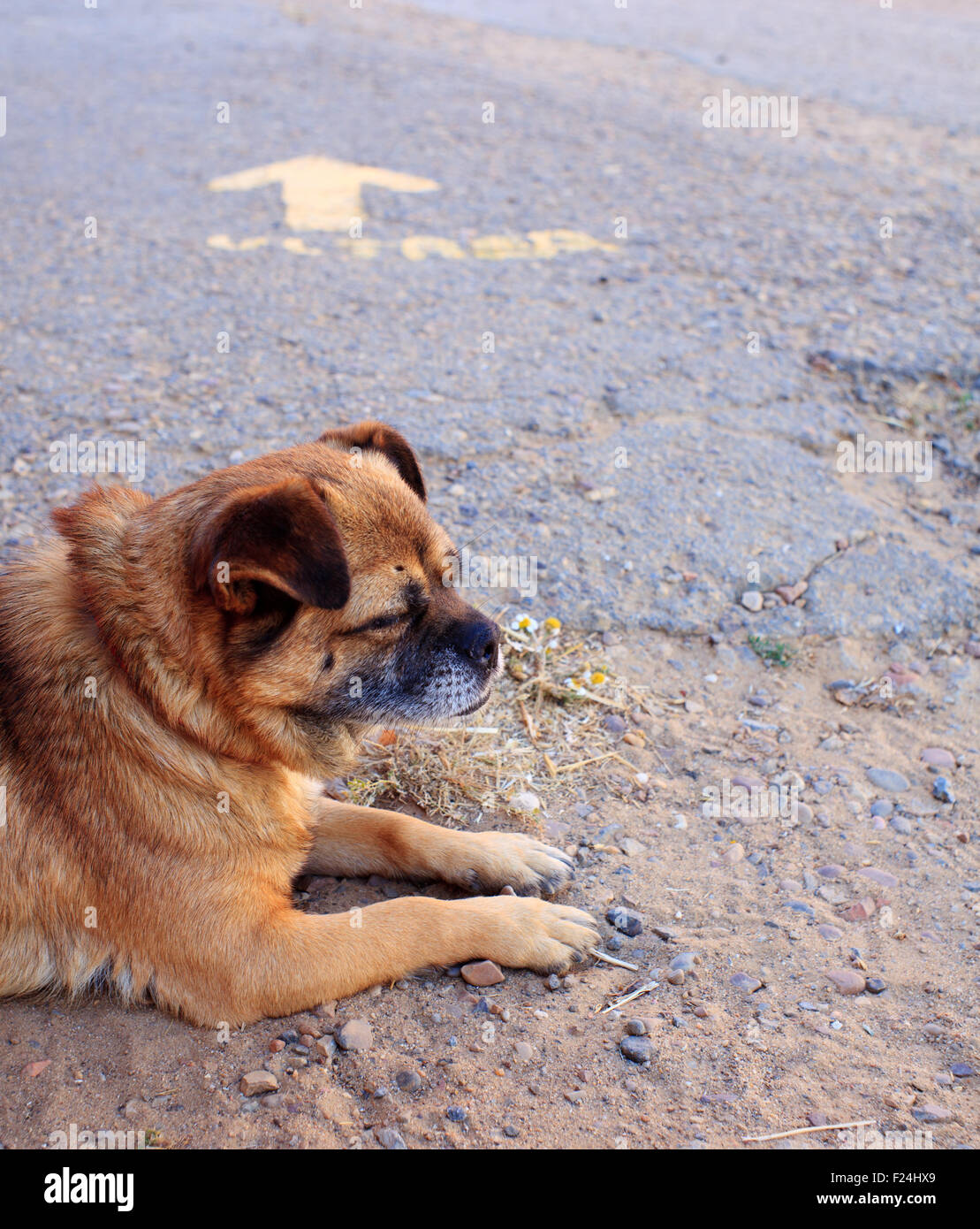 Dog and yellow arrow on the asphalt Stock Photo - Alamy