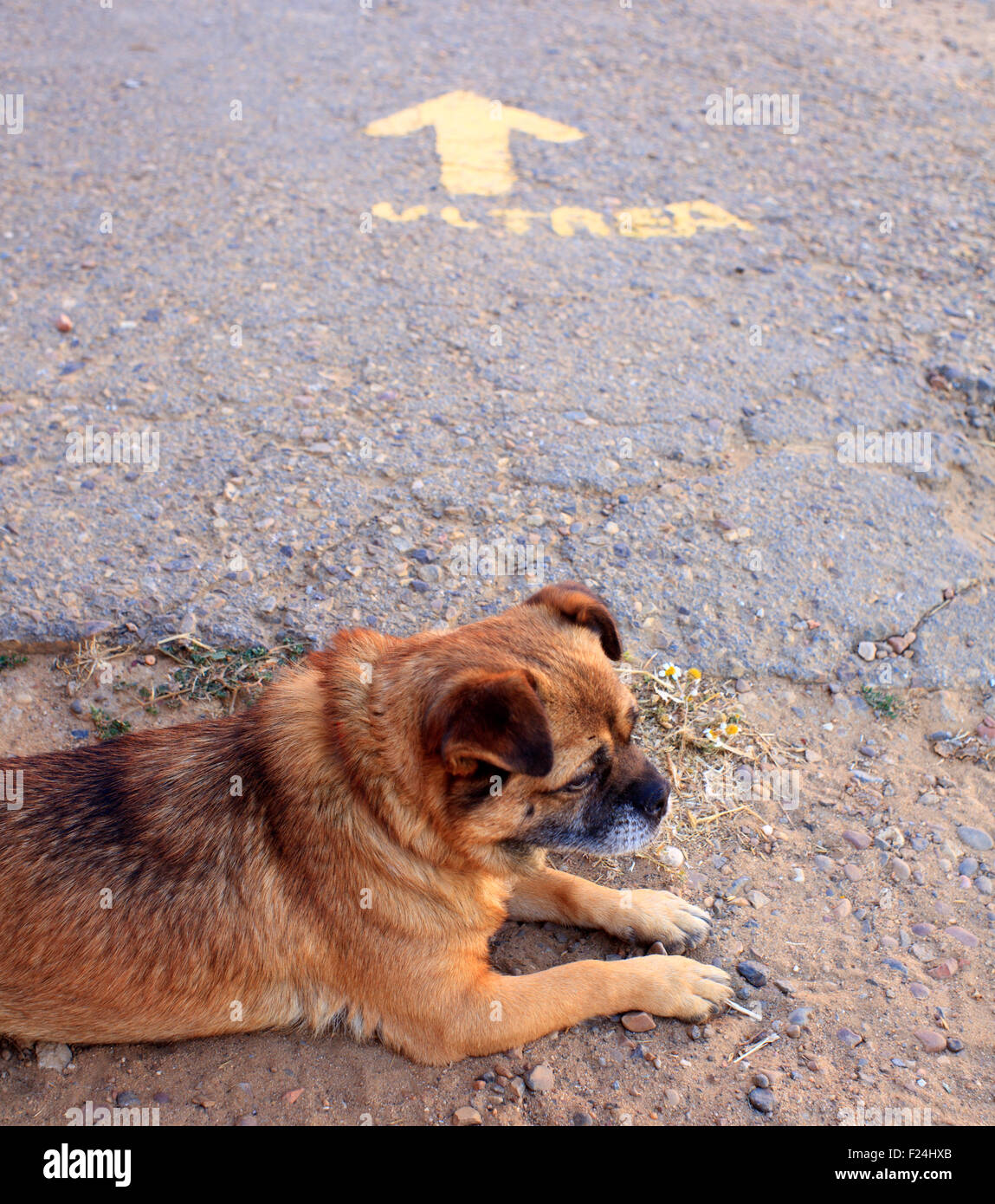 Dog and yellow arrow on the asphalt Stock Photo - Alamy