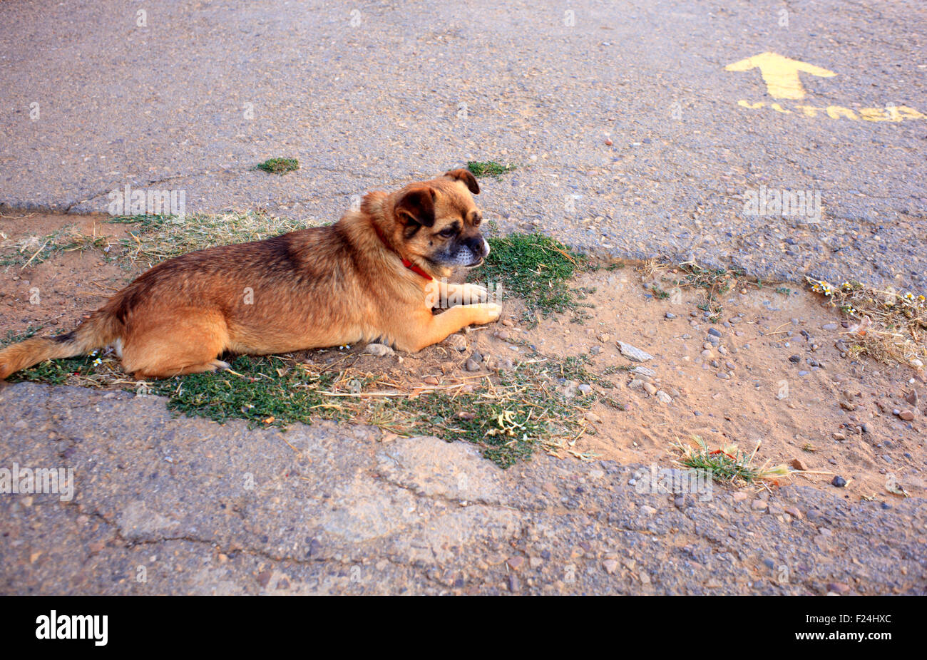 Dog arrow hi-res stock photography and images - Alamy