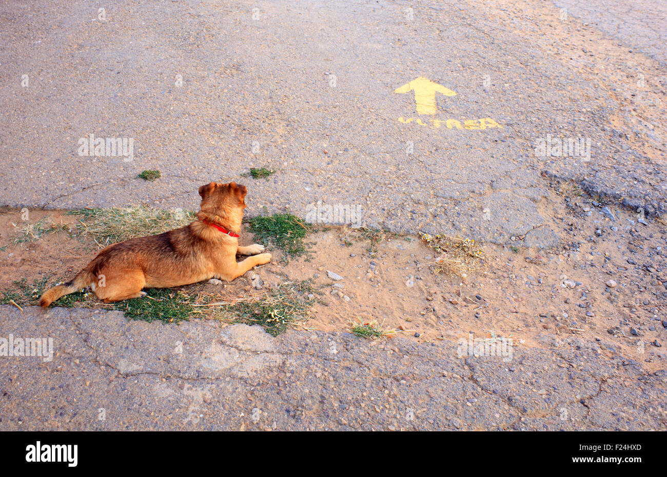 Dog arrow hi-res stock photography and images - Alamy
