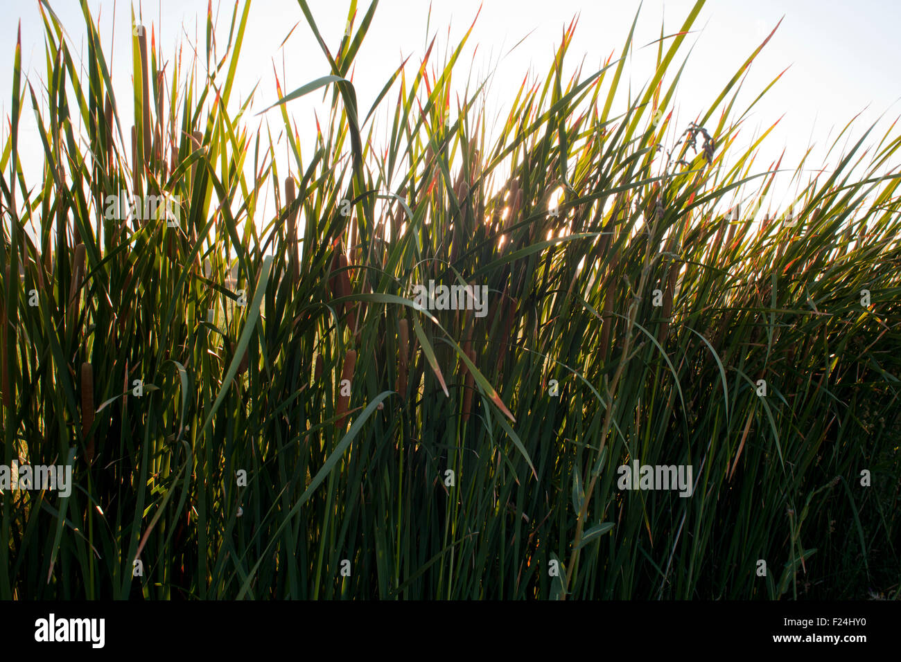 Spanish field hi-res stock photography and images - Alamy