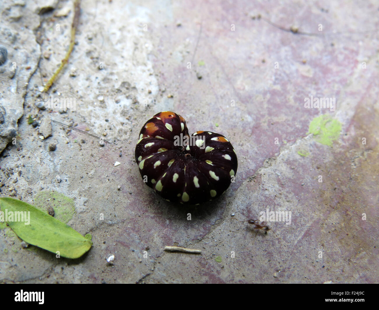 A scared emperor butterfly caterpillar curled up in playdead position ...