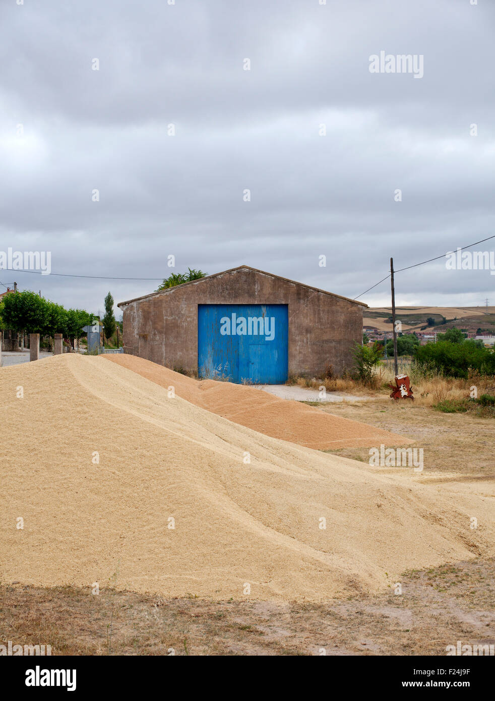 Wheat crop in spanish countryside Stock Photo - Alamy